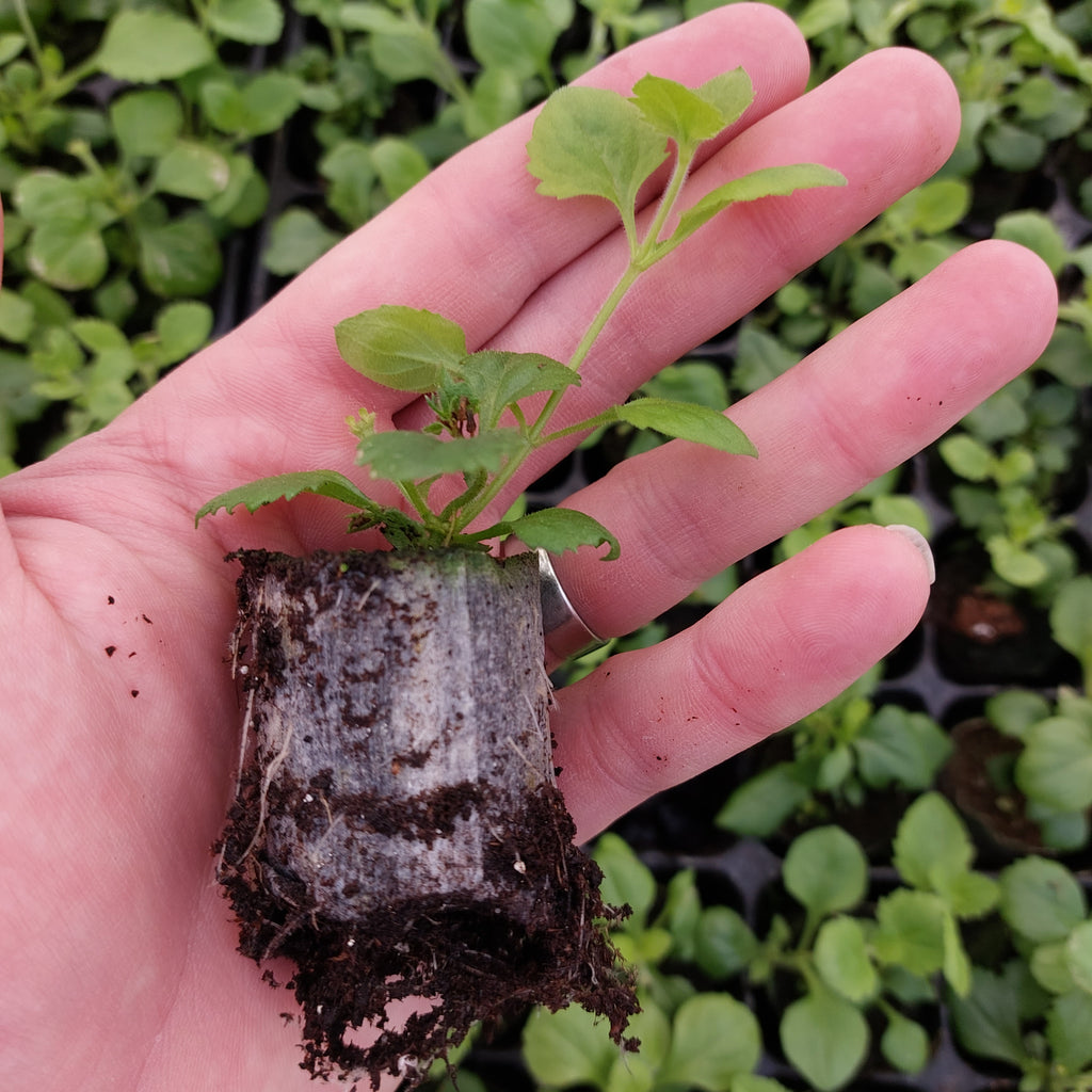 Annual Plug Plants — Plant Pots Direct