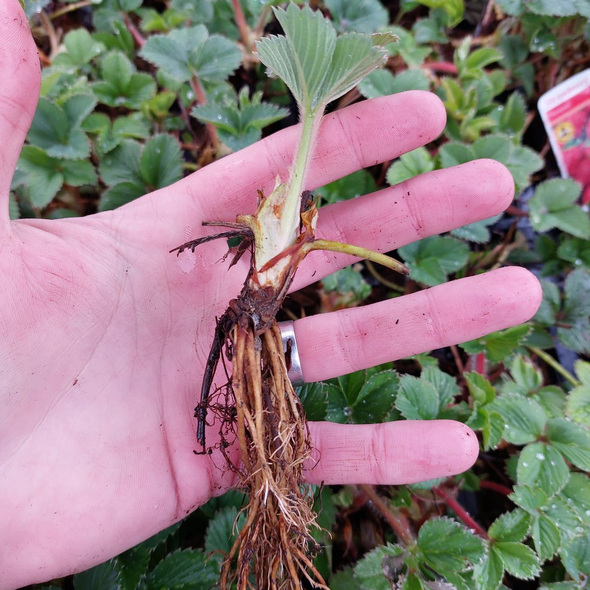 Strawberry - Florence (6 Runners) — Plant Pots Direct